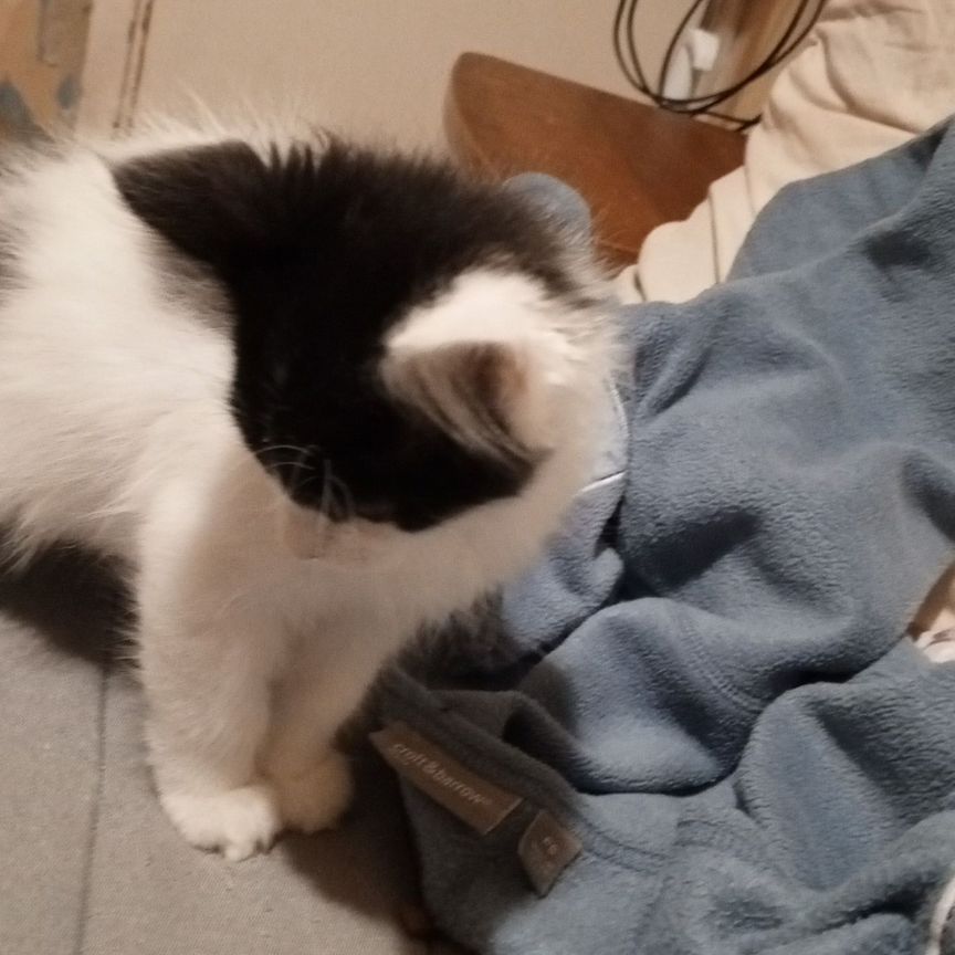 Котик