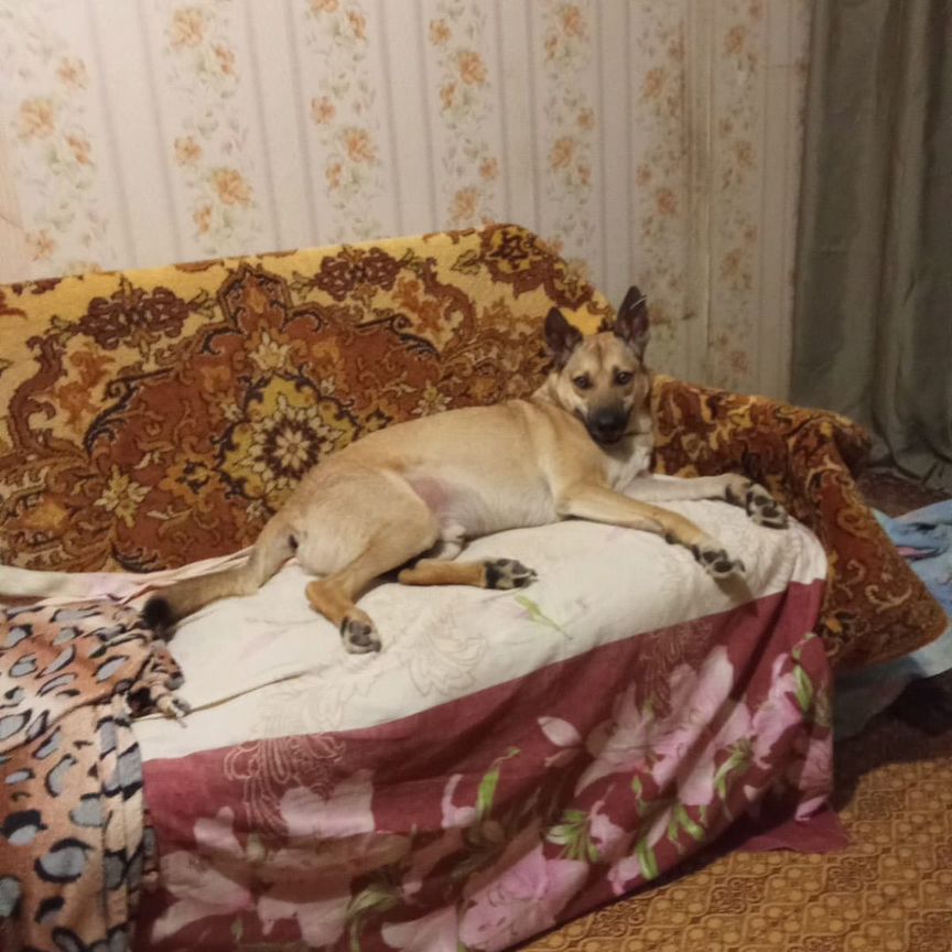 Собака