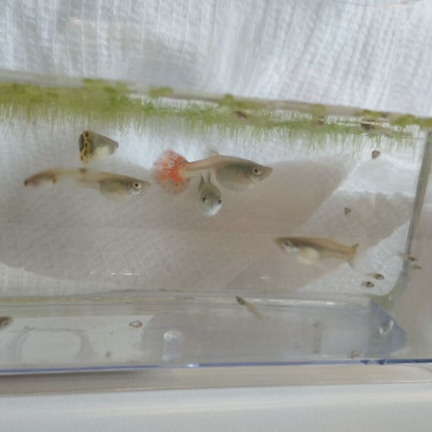 Рыбки гуппи