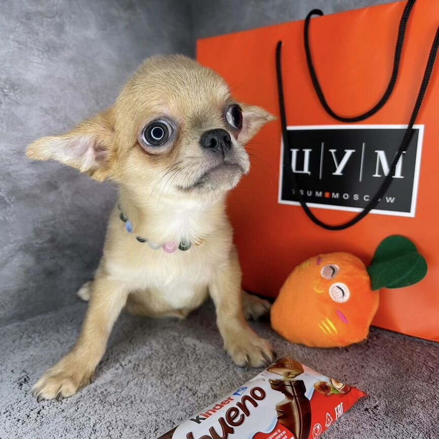 Super малыш chihuahua