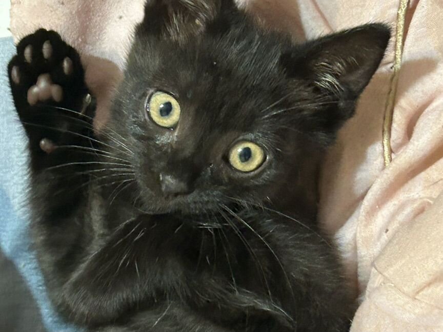 Кот