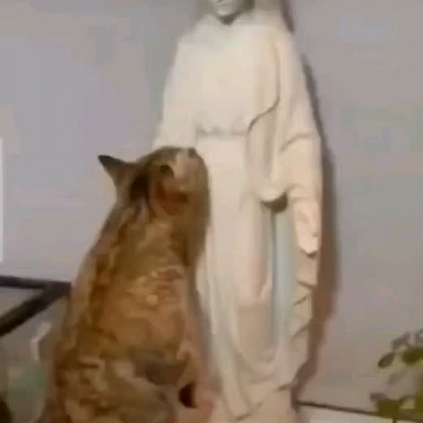 Возмите кошечку
