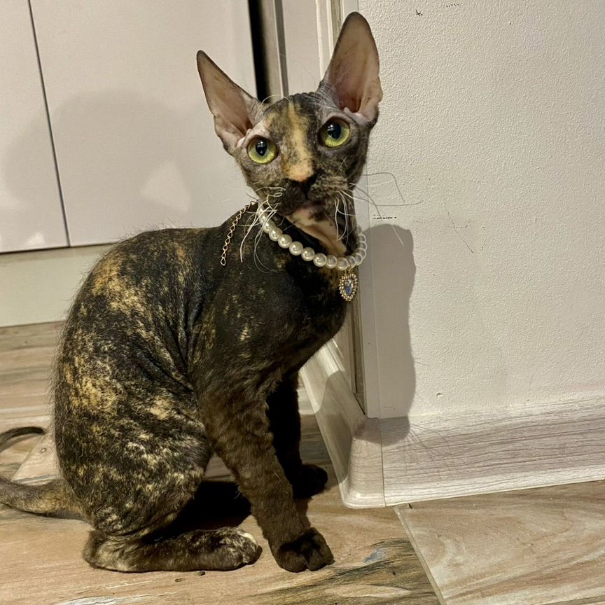 Сфинкс девочка котенок