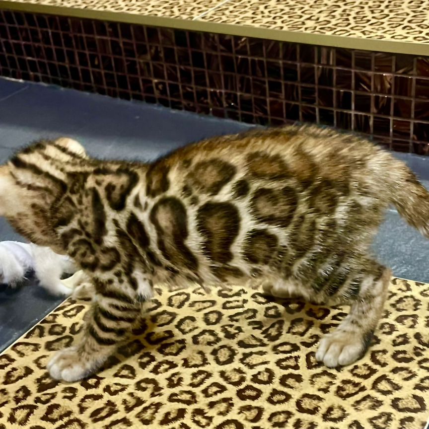 Бенгальские котята Бенгальская Бенгал