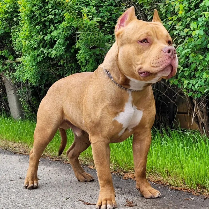 Американский булли вязка