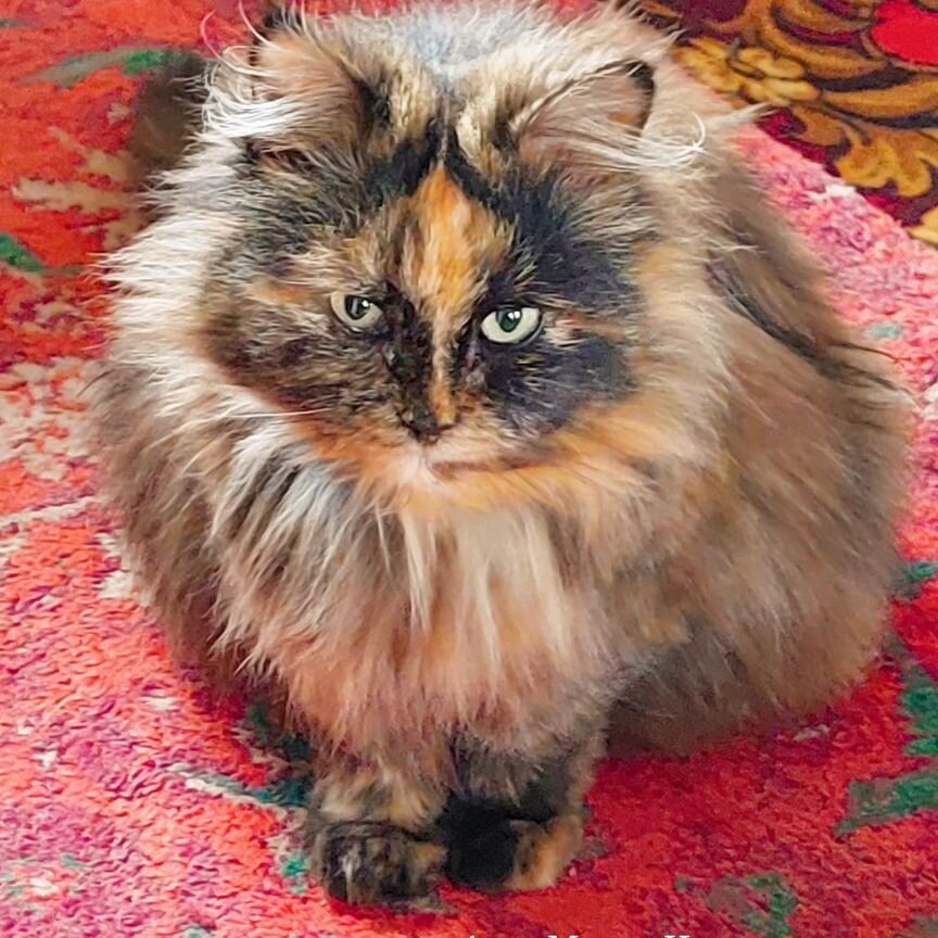 Кошечка Фрося стерилизованная