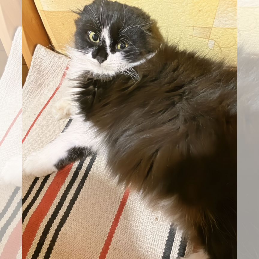 Шотландская вислоухая длинношёрстная кошка, взрослая