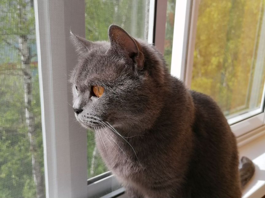 Передержка кошек