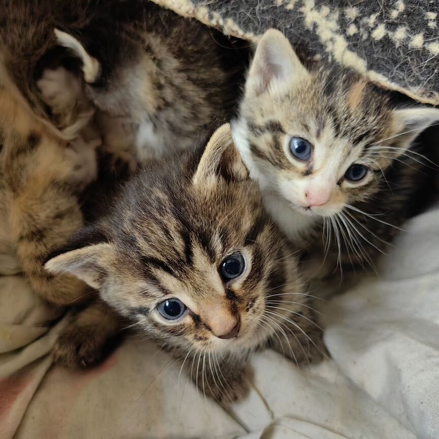 Котята в добрые руки