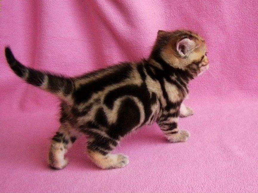 Британская золотая мраморная