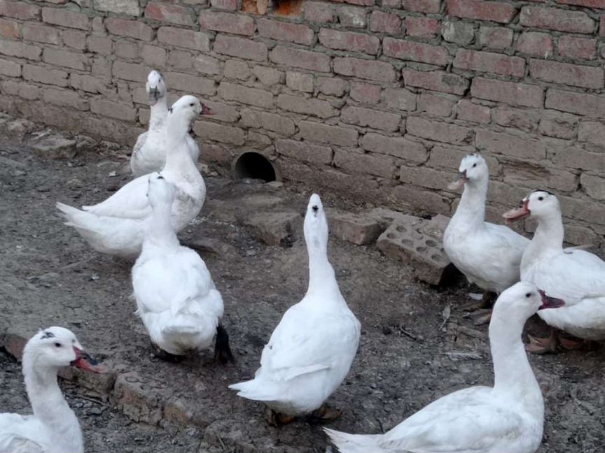 Утята муларды