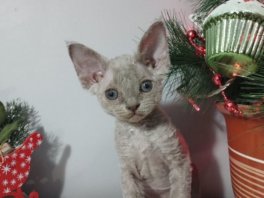 Котята девон-рекс