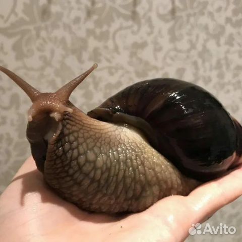 Улитка ахатина