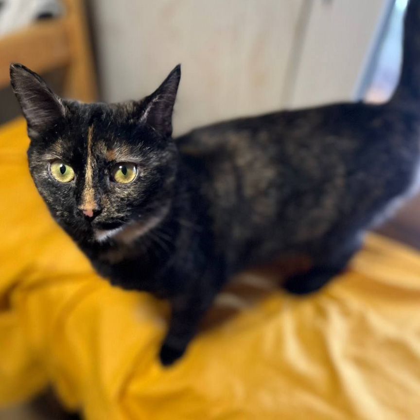 Взрослая, кошка в добрые руки