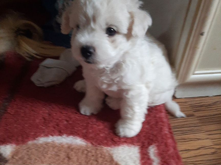 Бишон фризе