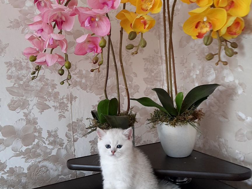 Маленькие комочки счастья