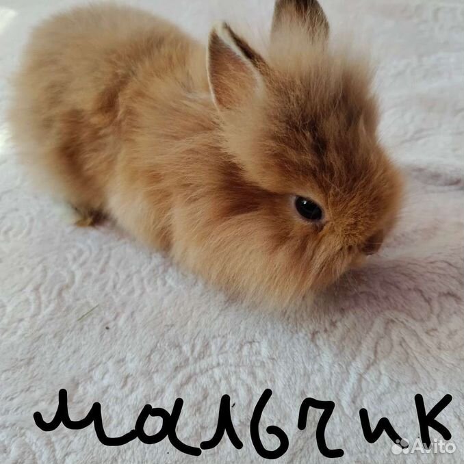 Карликовые крольчата