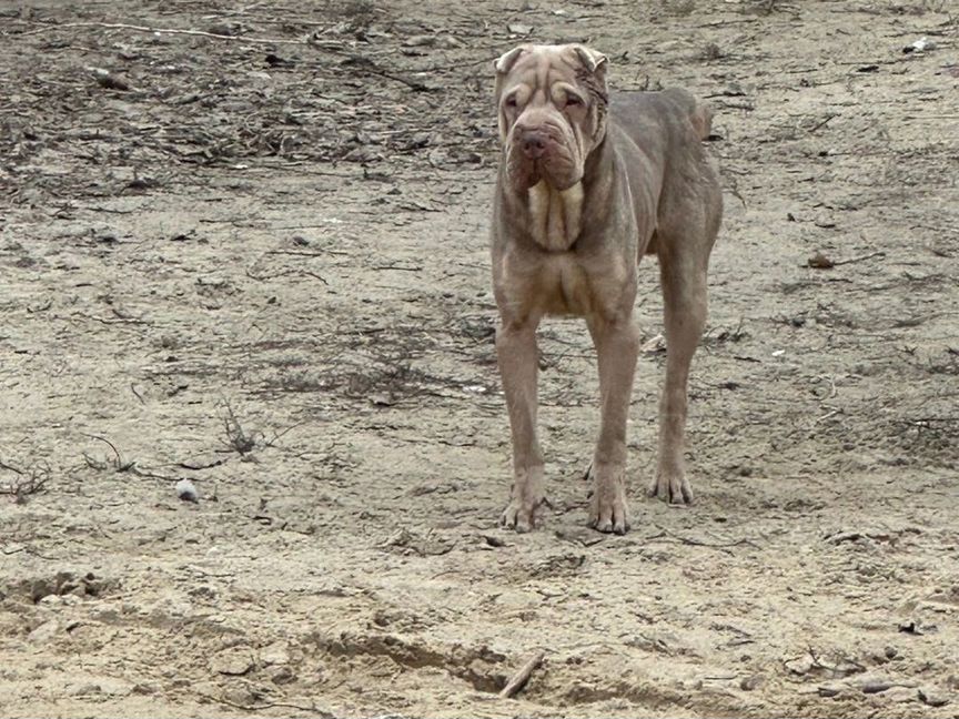 Пристраивается в добрые руки