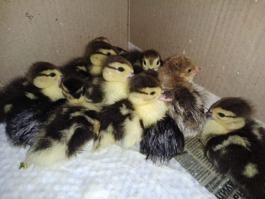 Утята шипуны