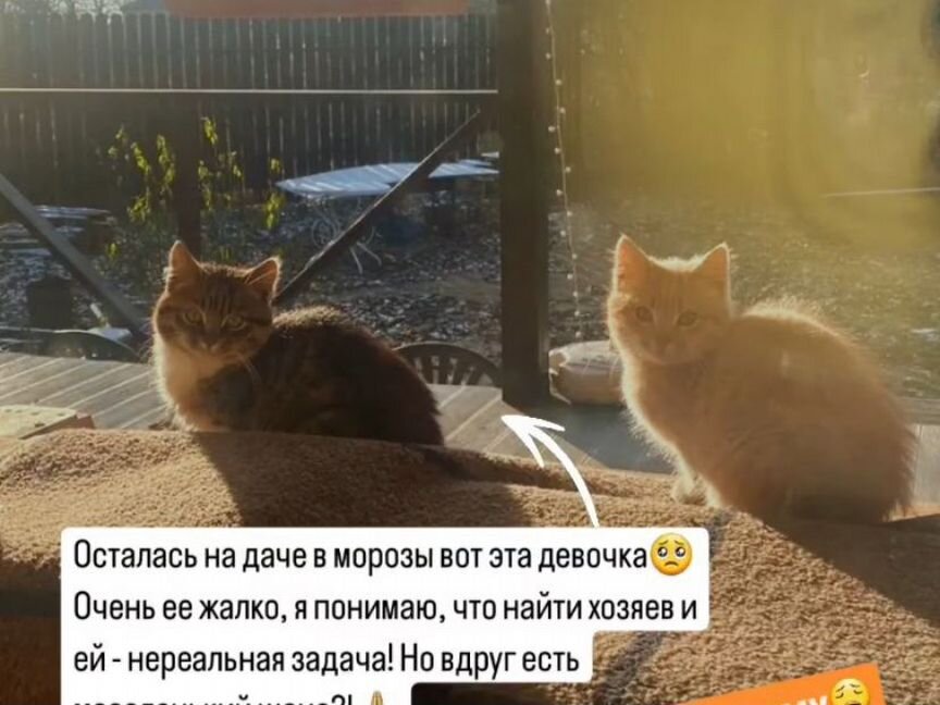 Милая малышка очень ищет дом, она замерзает