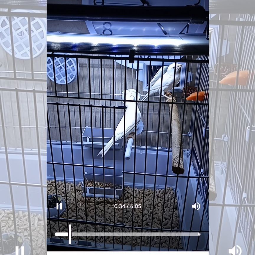 Кенара и канарейки