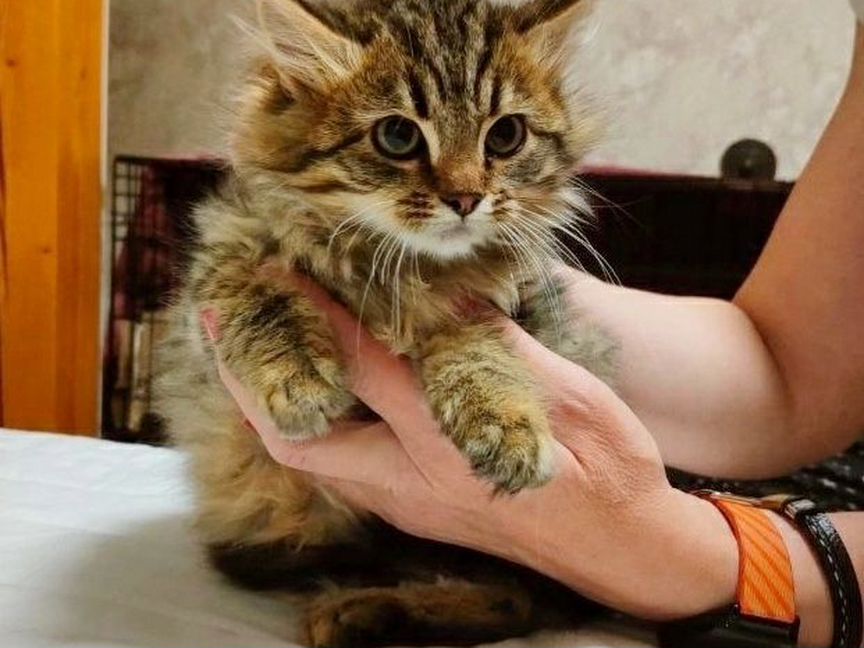 Котёнок Пушистик