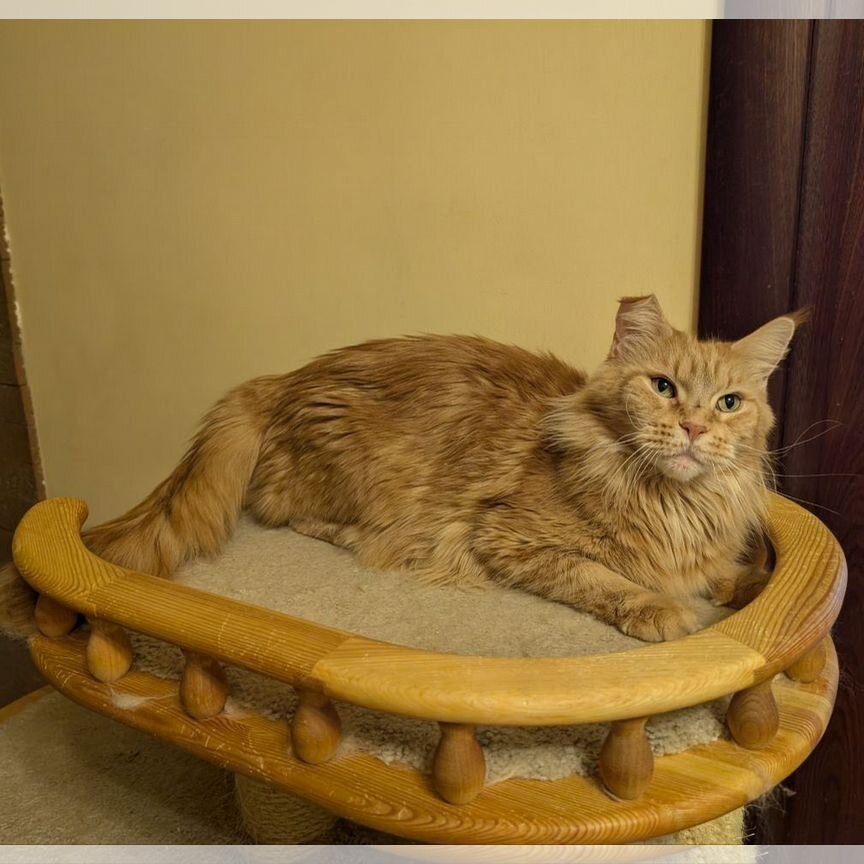 Мейн-кун, взрослая кошка