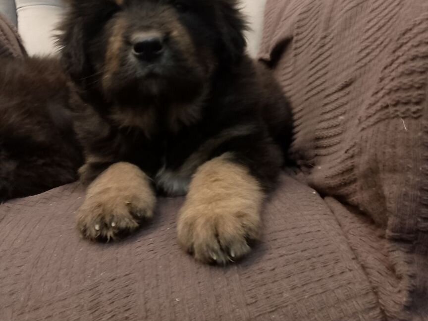 Тибетский мастиф