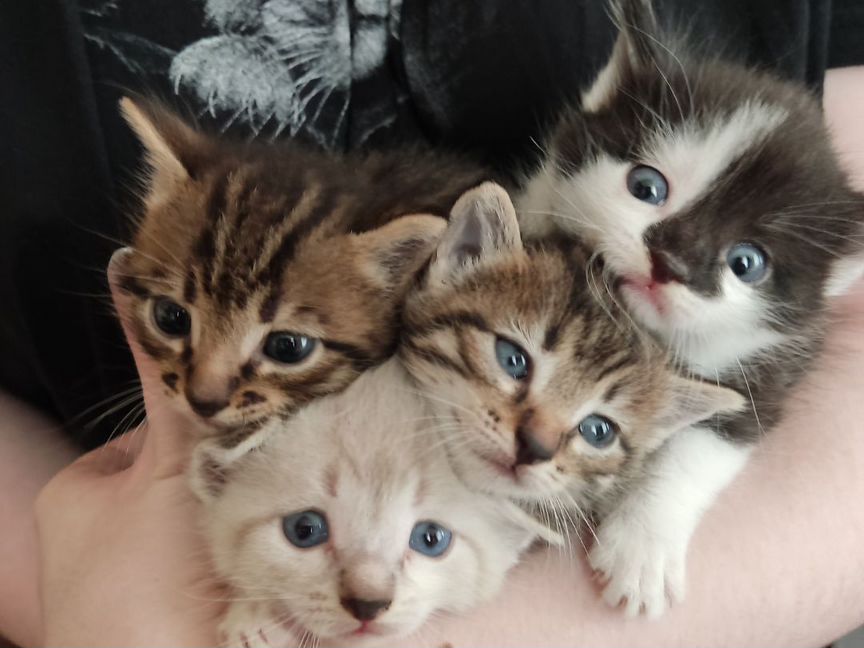 Котята в добрые руки