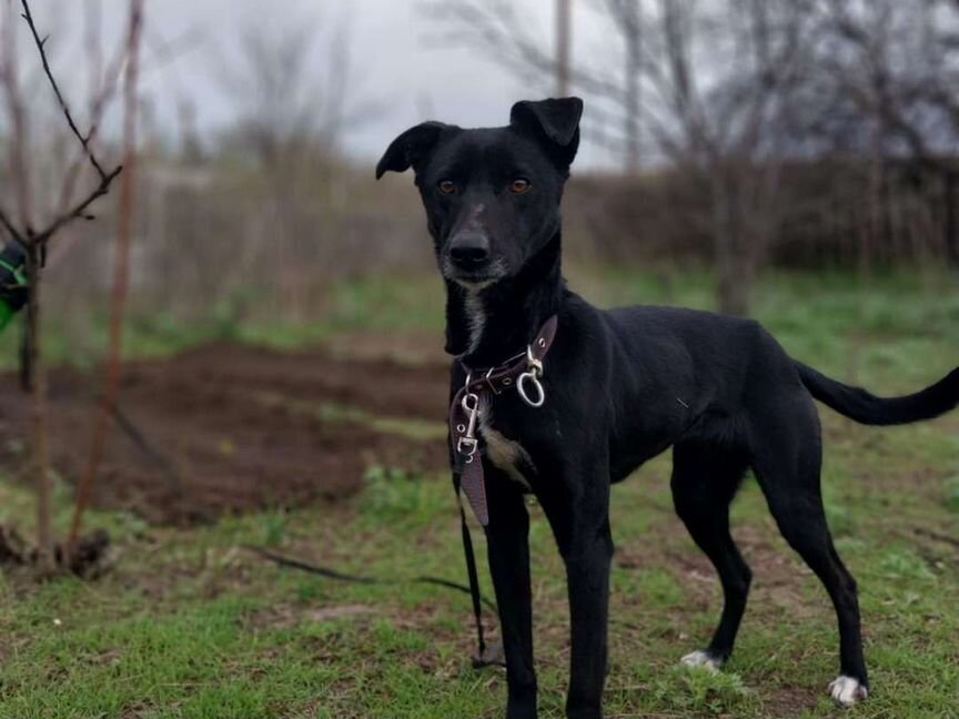 Собака Айка