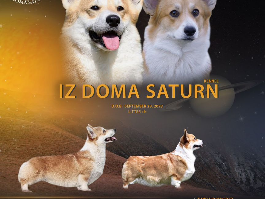 Очень красивые породные щенки вельш-корги пемброк