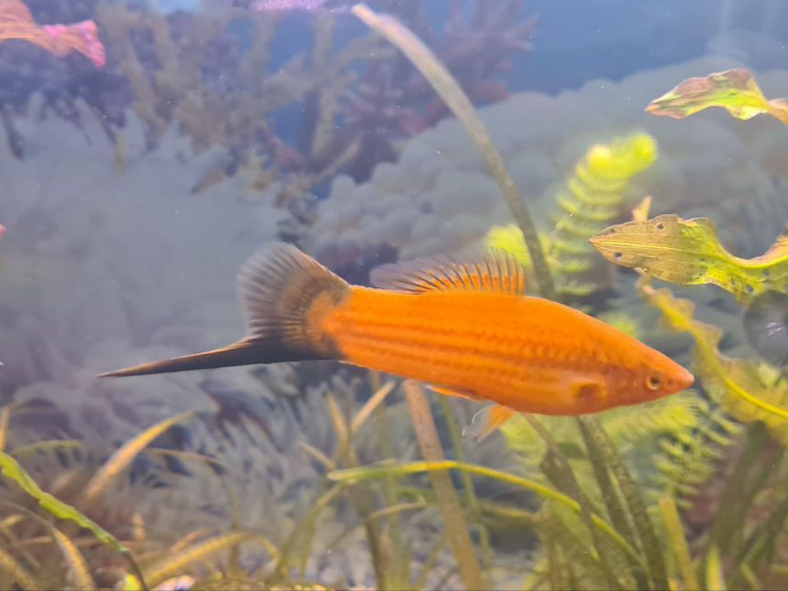 Меченосец берлинский