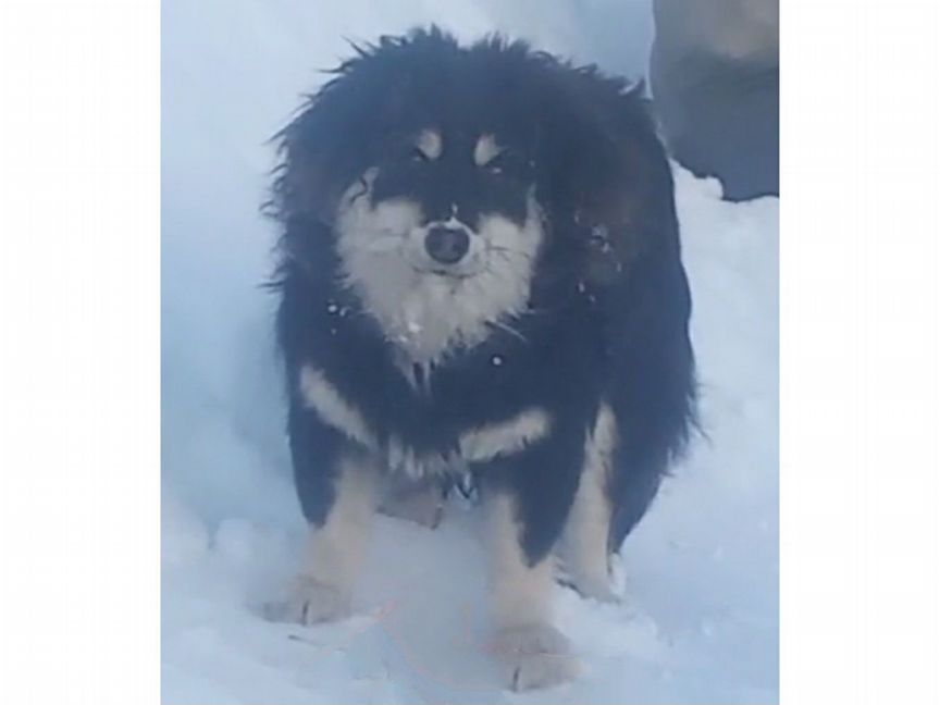 Собака маленькая кобель 1 год