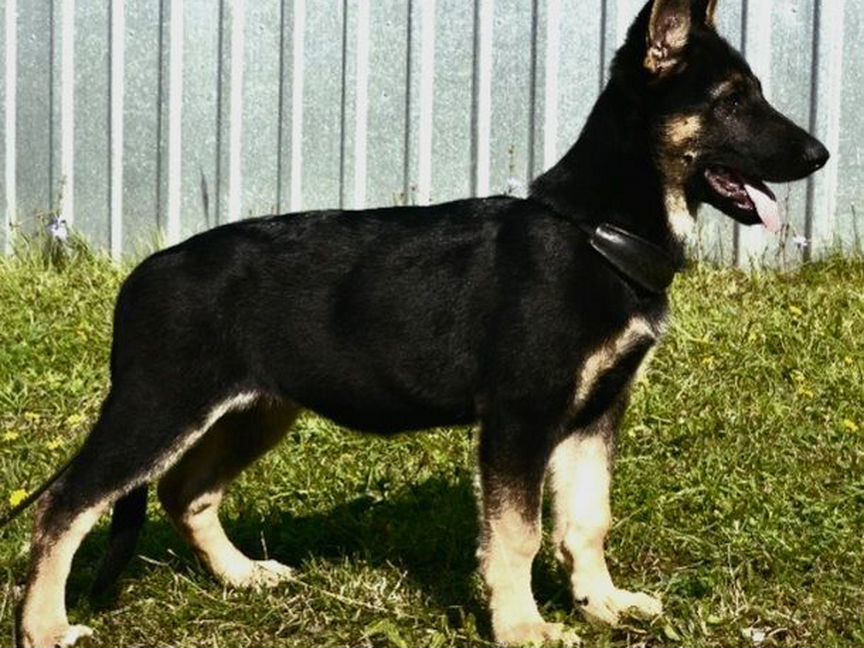 Щенок овчарки 4,5 мес