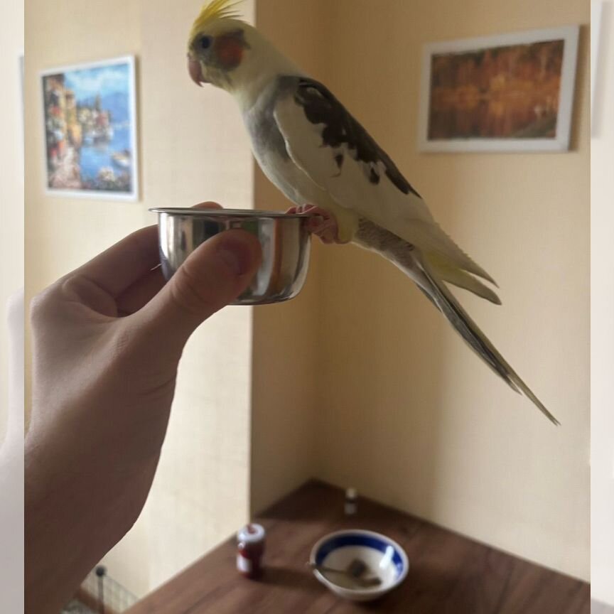 Попугай корелла птенец