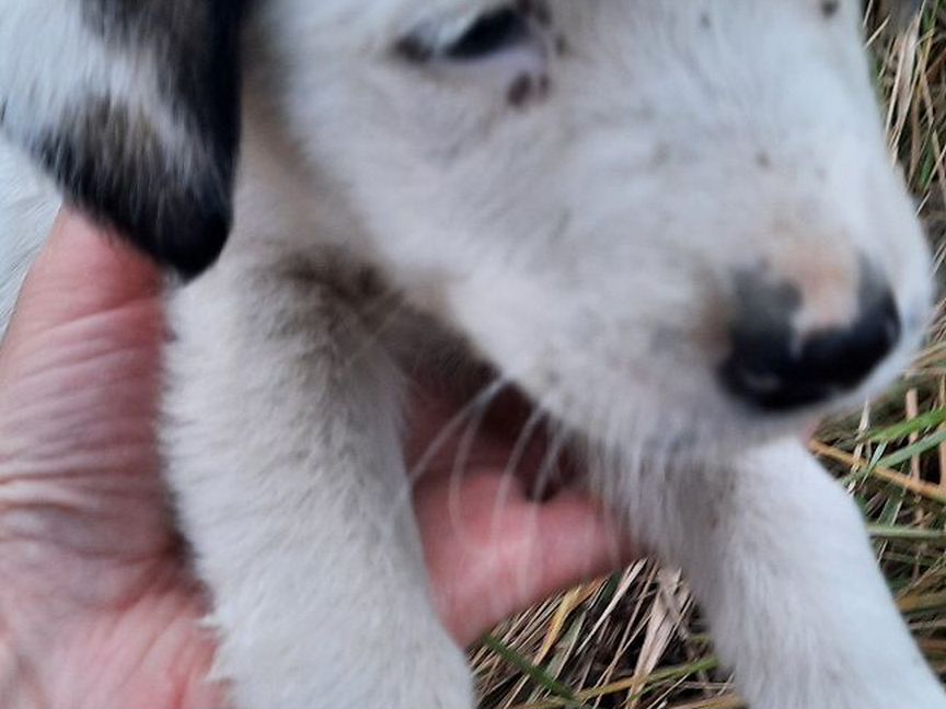 Щенок грустный малыш