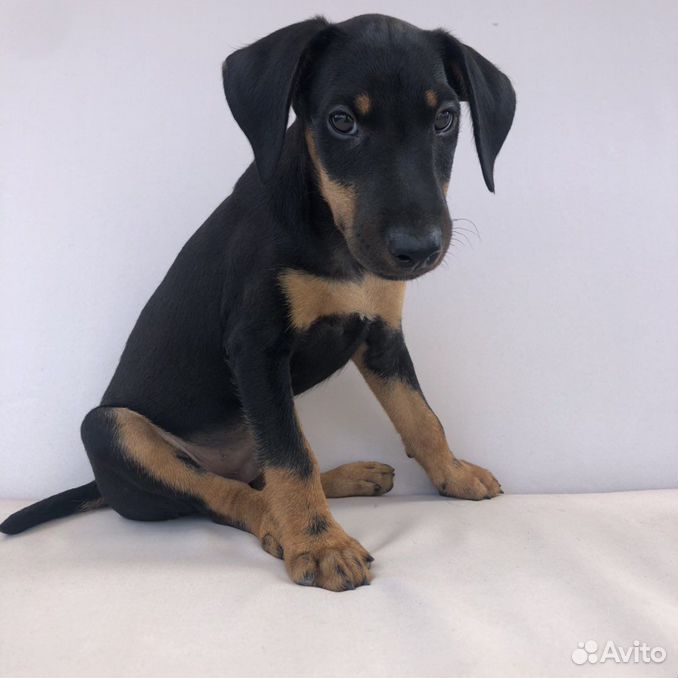 Щенок ягдтерьера