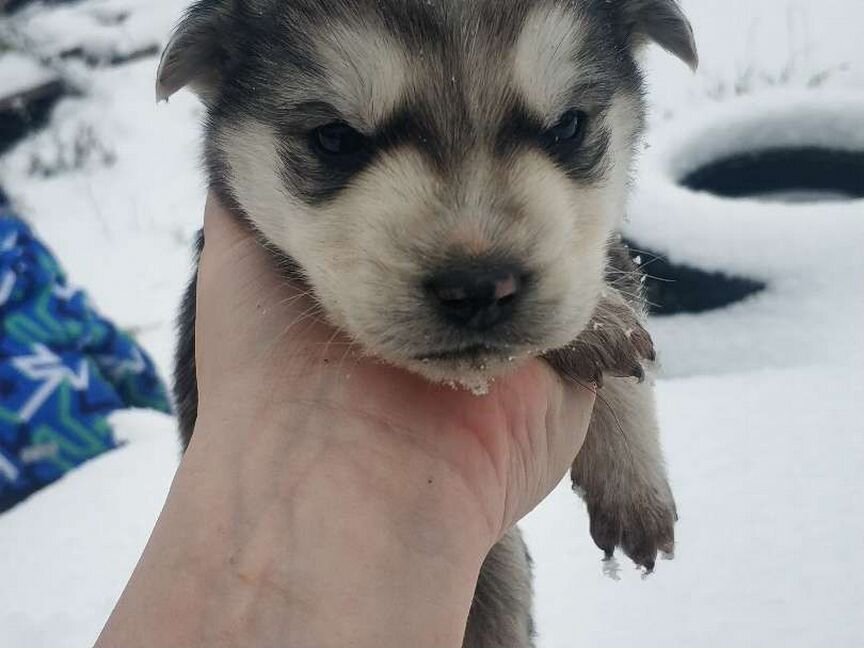 Щенки