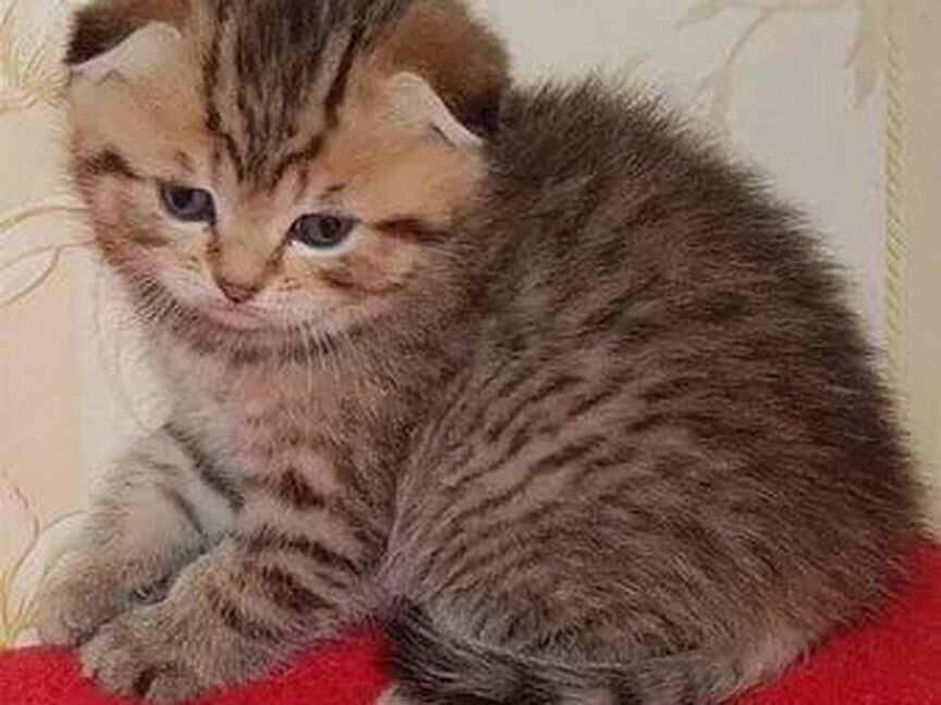 Котята шотландские мимимишки