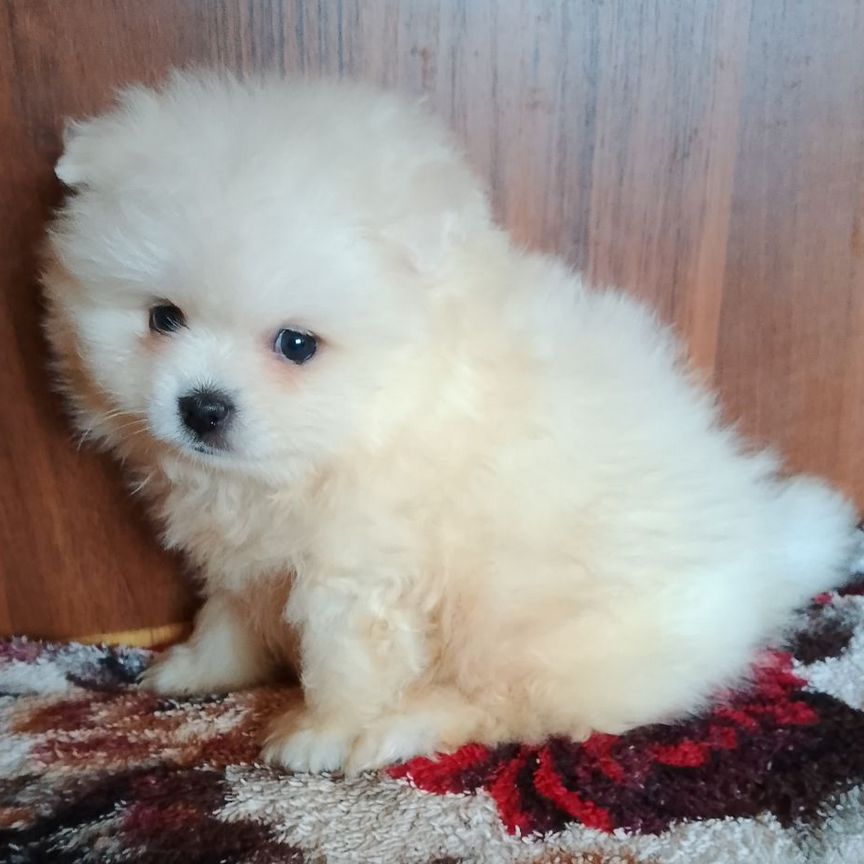 Немецкий шпиц, щенок