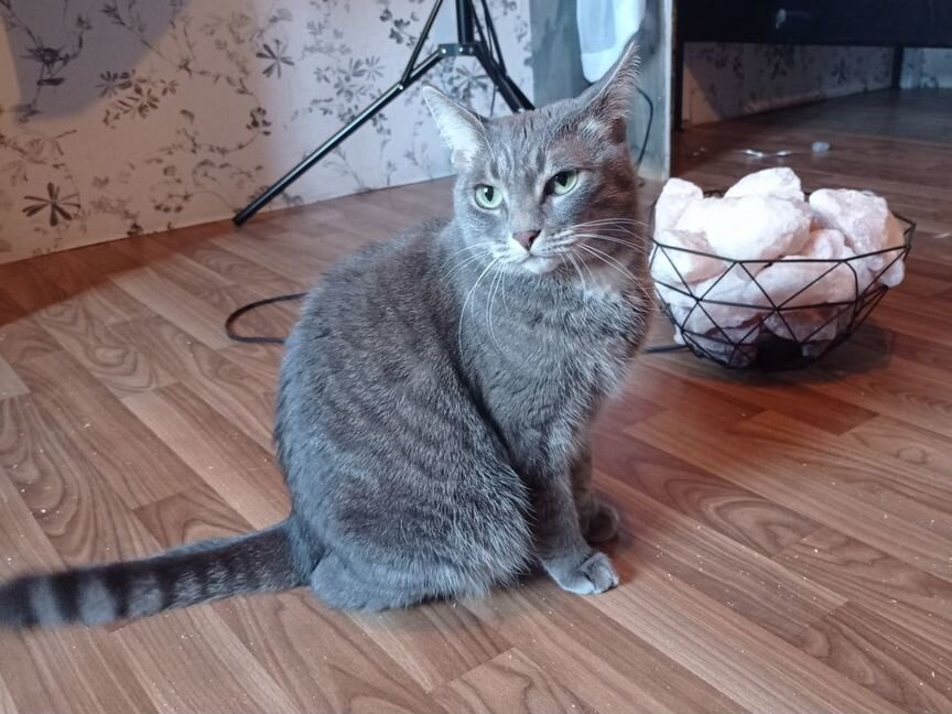 Кошечка Лора ищет любящих хозяев