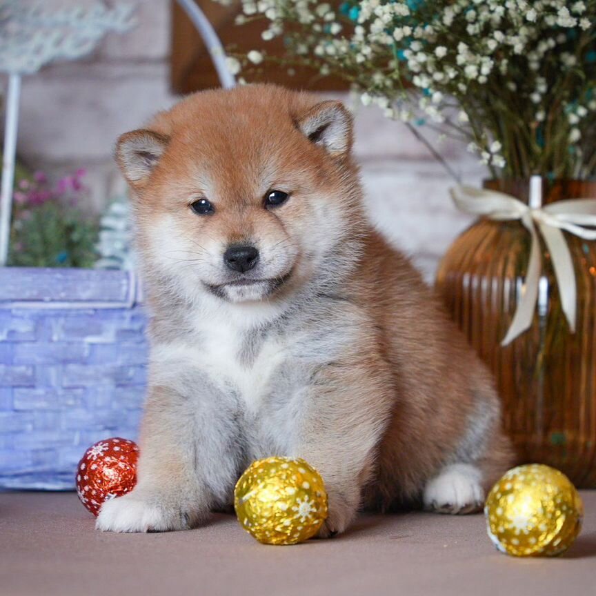 Щенки сиба ину