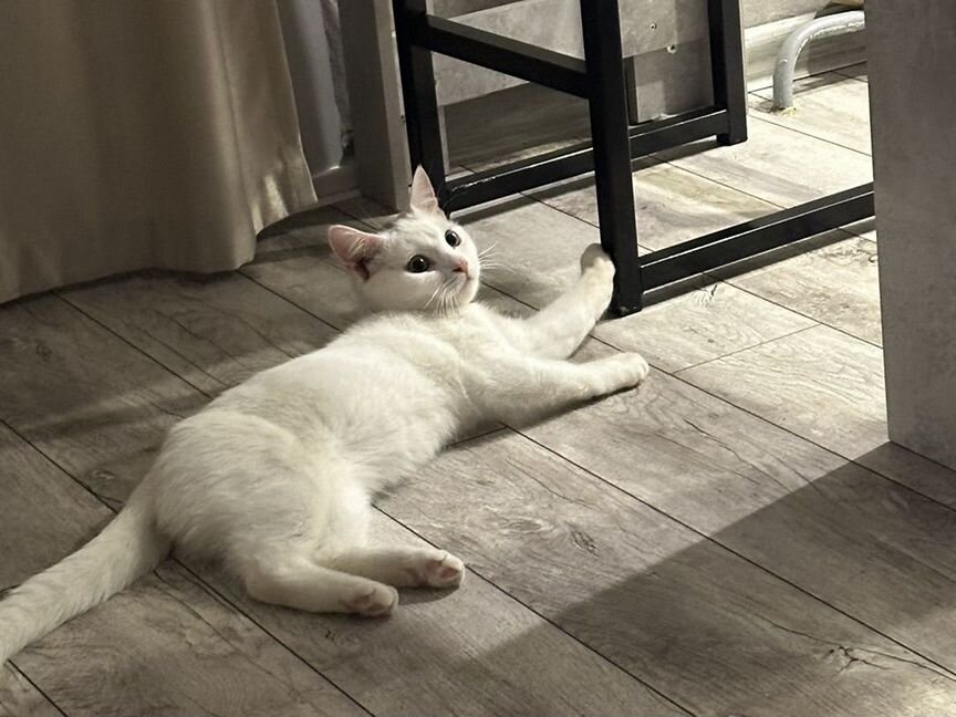 Кот для вязки