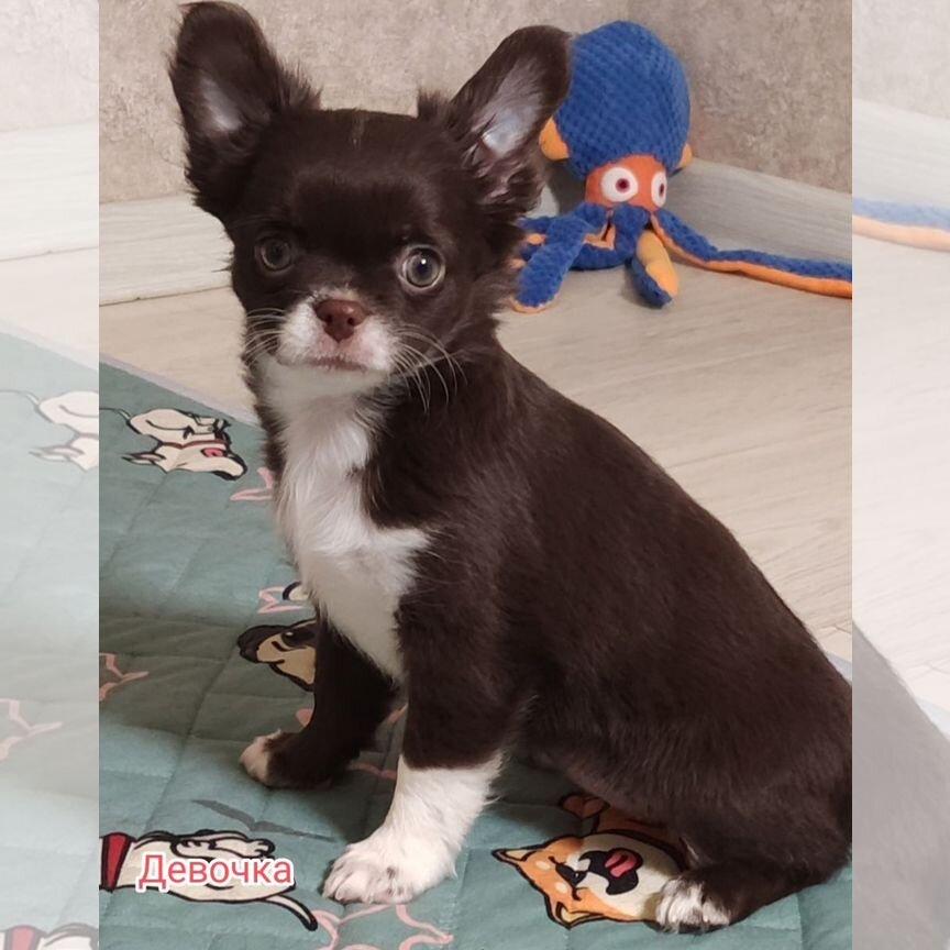 Чихуахуа, щенок