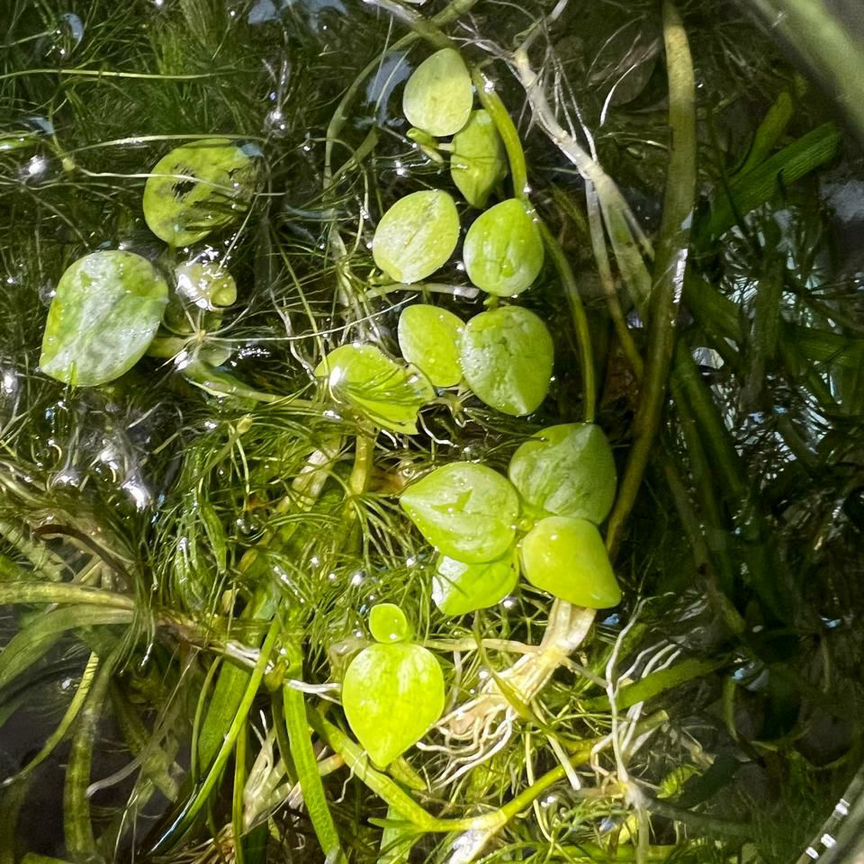 Аквариумные растения