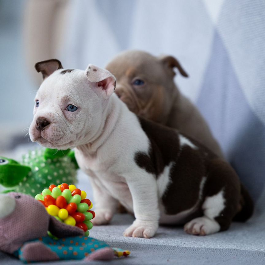 Щенок Буль Буль