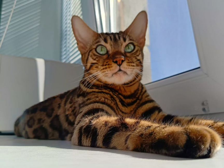Бенгальская кошка