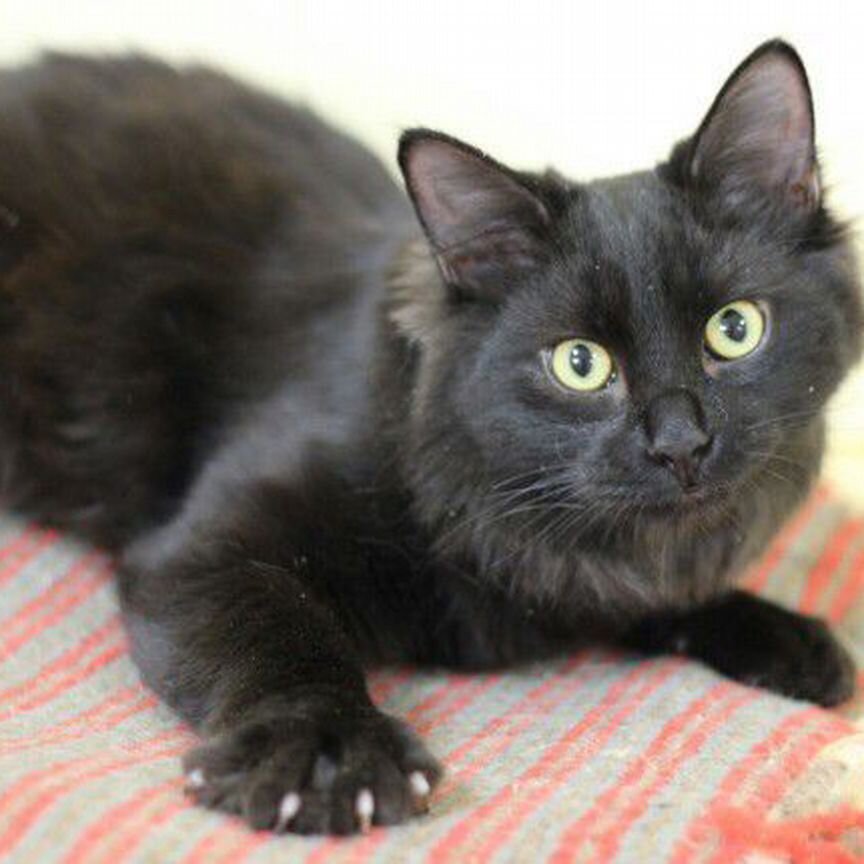 Котик Маврик из приюта ищет дом