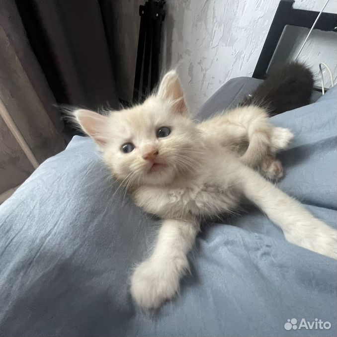 Крутые котятки