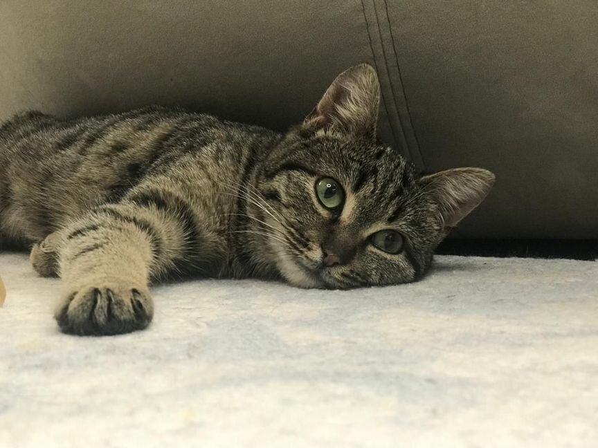 Кошка Смоук в добрые руки